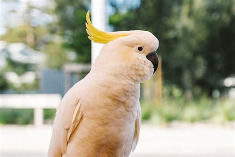 It Is Time To Celebrate Cockatoos On Northern Parrots Cockatoo Day