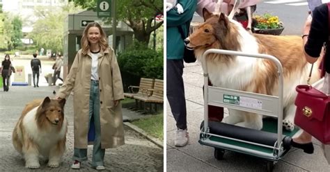 Man Spent 14k To Transform Into Border Collie And Stuns Public With