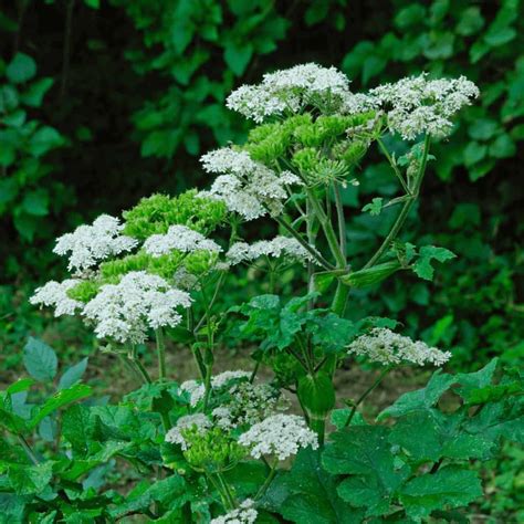 Cow Parsnip Rash Treatment