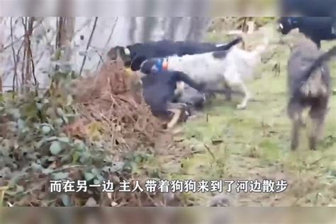一群狗狗在河边大叫，主人走进一看发现一个大家伙，顿时乐坏了主人狗狗