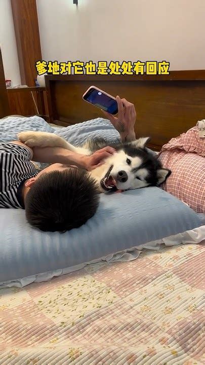 爹俺是你無論推開多少次，依舊會堅定選擇你的小狗 爹寶狗 Youtube