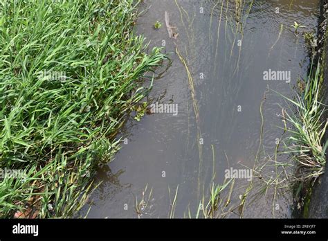 High Angle View Of A Small Stream With Covered With Weeds Like Grass
