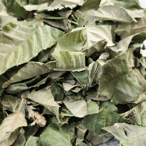 제주도 비파나무 잎사귀 잔가지 건조 400g 제주산야초