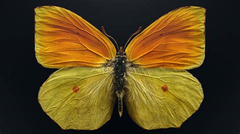 Insects That Are Extinct