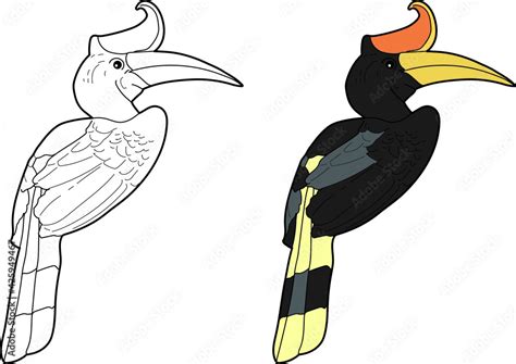 Hornbill Burung Enggang Illustration Stock Vector Adobe Stock