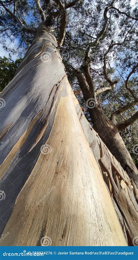 Closeup Image Of Tree Trunk In Autumn Made To Add Depth And Height Stock Photo Image Of