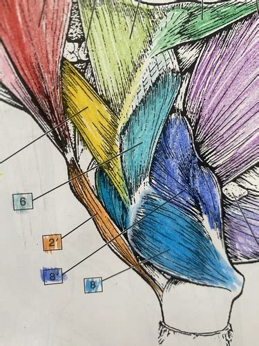 Anatomy Intrinsic Muscles Of Shoulder Flashcards Quizlet