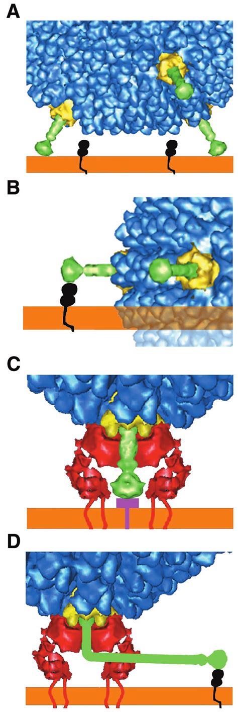 Interaction Of Ad37 And Ad2 With Their Cell Receptors A The Geometry