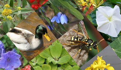 Nemba Invasive Alien Species List Conservancies Kzn