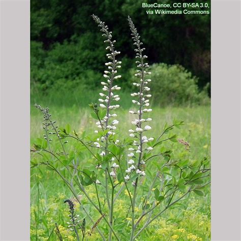 Baptisia Alba White Wild Indigo Wild Indigo Native Plant Gardening
