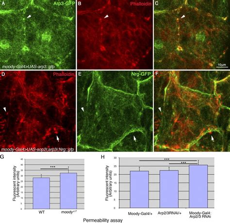 The Arp Complex Is Required For ARS Formation And For Maintenance Of Download Scientific