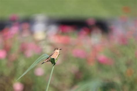ノビタキ探し カミヤンの野鳥観察録