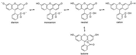 Ionization Equilibria Of Fluorescein Download Scientific Diagram