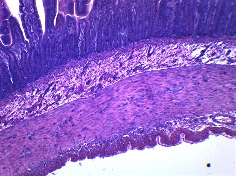 Epithelium Section Mammal Prepared Microscope Slide Microscope