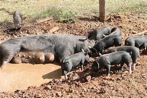 Pigs – environment