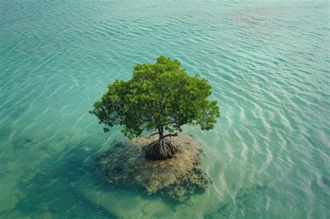 Mangrove Tree On The Seashore Aerial View Premium Ai Generated Image