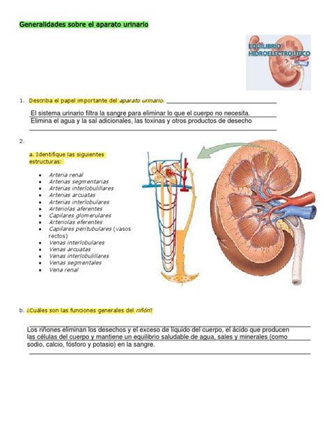 Anatomía Y Funciones Del Sistema Urinario Pdf Riñón Sistema Urinario