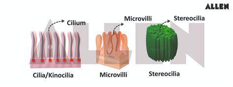 Epithelial Tissue Definition Classification Modifications
