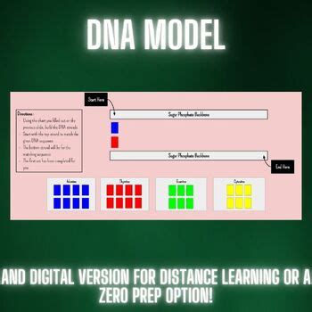 DNA Model By Science Explorin With Mar And Lauren TPT