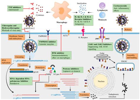 Pathogens Free Full Text COVID Diabetes PerspectivePathophysiology And Management