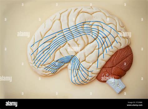 Model Of The Human Brain For Teaching In The Medical Class The Structure Of The Brain Stock