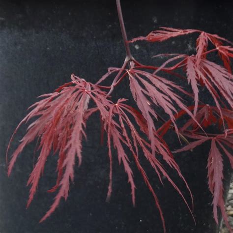 Acer Palmatum Var Dissectum Red Dragon Japanese Maple From