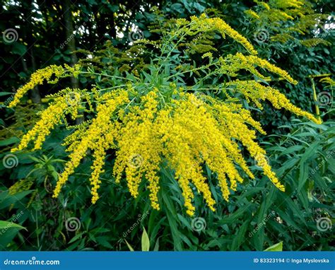 Hybrida De La Solidago Flores Amarillas Foto De Archivo Imagen De