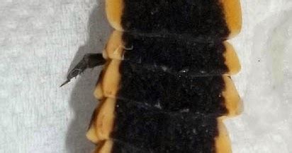 Insetologia Identificação de insetos Larva de Vaga Lume no Rio Grande do Sul
