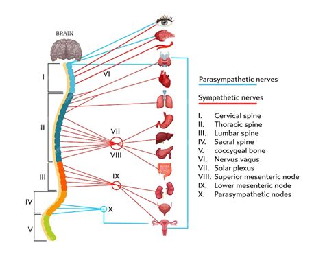 Esquema Infográfico De La Estructura Anatómica Del Sistema Nervioso