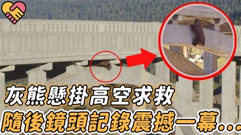 灰熊懸掛25米高空拚命哀嚎，男人立即爬牆相救，隨後鏡頭記錄震撼一幕 熊 震撼 奇跡 不可思議 救援 動物 Youtube
