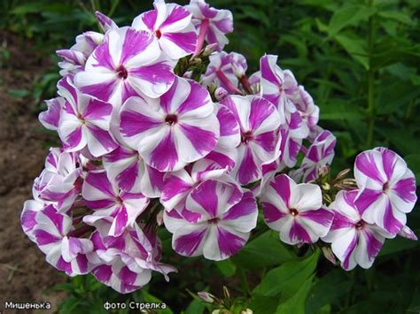 Автор фото Стрелка Dacha