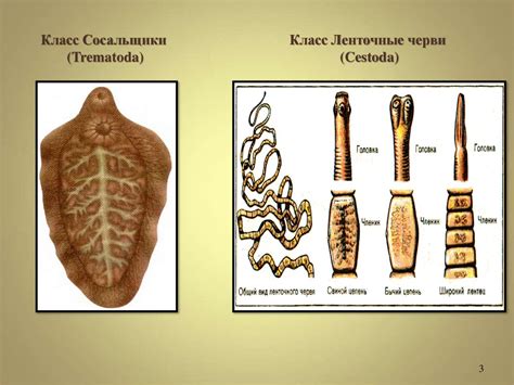 Разнообразие плоских червей сосальщики и цепни презентация онлайн