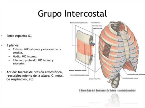 Anatomía Del Espacio Intercostal Dolor Miofascial Del Intercostal