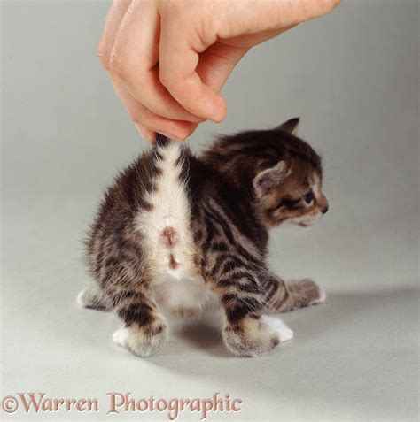 Sexing A Kitten Photo Wp11162