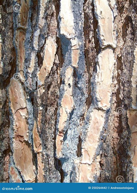 Tree Detail Of Old Bench For Presentation Background Ppt Powerpoint