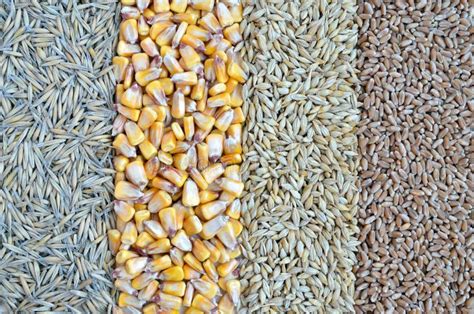 Cereals Oats Corn Barley Wheat Stock Image Image Of Cultivated Mill