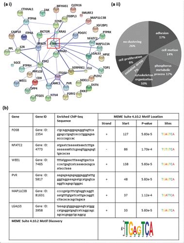 Full Article Specific C Jun Target Genes In Malignant Melanoma