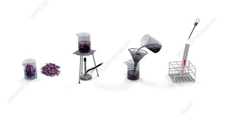 Red Cabbage As A PH Indicator Artwork Stock Image C019 4424 Science Photo Library