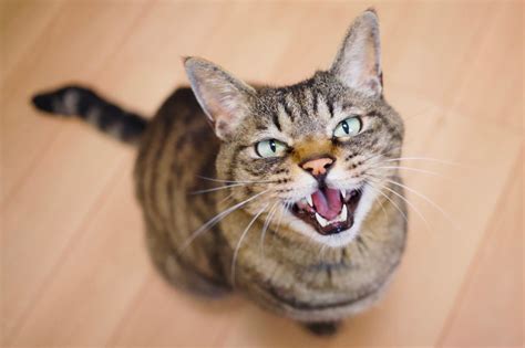 【専門家監修】老猫が叫ぶように鳴く理由とは？対処法も併せて解説 Cocoペットジャーナル