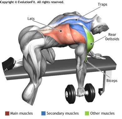 One Arm Dumbbell Row Without Bench