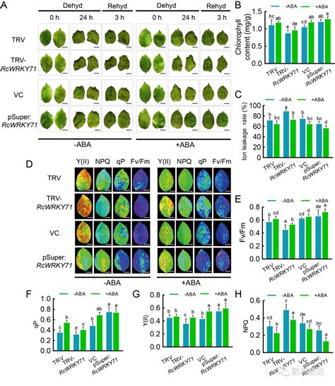 【plant Physiol】脱落酸通过调控转录因子rcnac091从而增强玫瑰的抗旱性 知乎