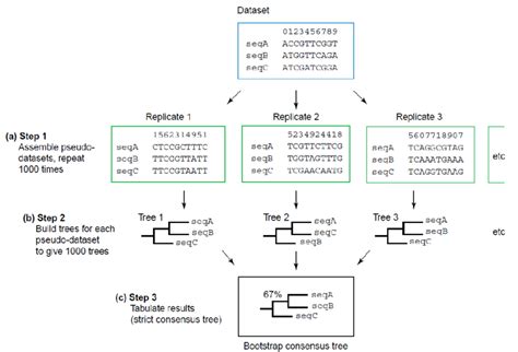Bootstrap Analysis Proceeds In Three Steps The Dataset Is Randomly