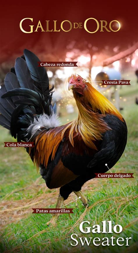 Gallos De Pelea Sweater