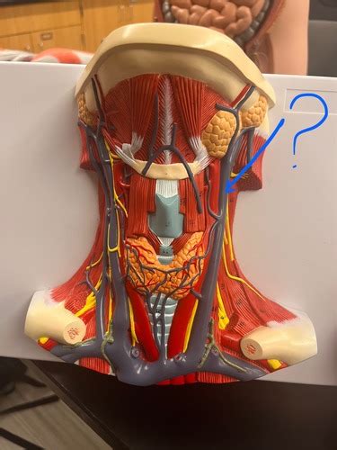 Neck Model Flashcards Quizlet