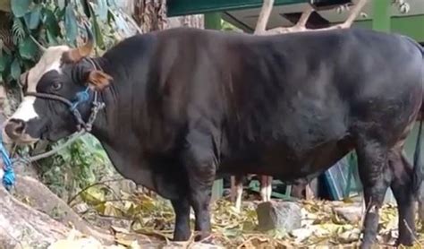 Pertama Kali Sapi Kurban Jokowi Diterima Warga Muslim Di Timor Tengah Utara NTT