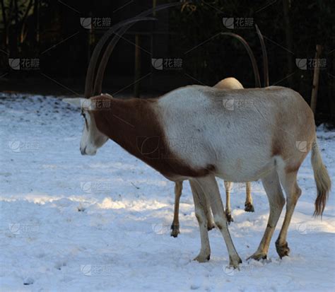 弯角羚羊 水平画幅 雪 无人 巨大的 长角羚 户外 哺乳纲 荷兰 冬天