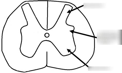 Spinal Cord Diagram Quizlet
