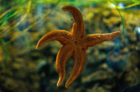 Asexual Reproduction In Starfish