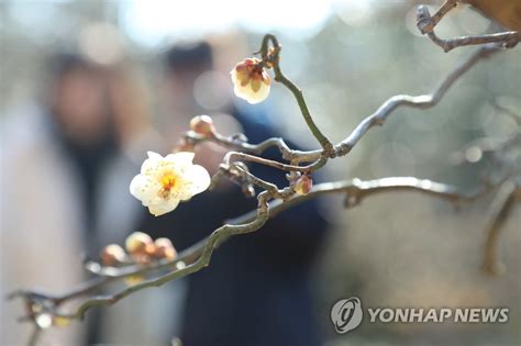 태안 천리포수목원에 핀 매화 연합뉴스