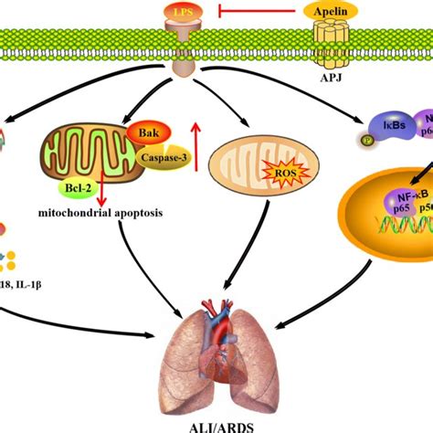 Apelinapj System Attenuates Pah Apelin Inhibits The Expression Of